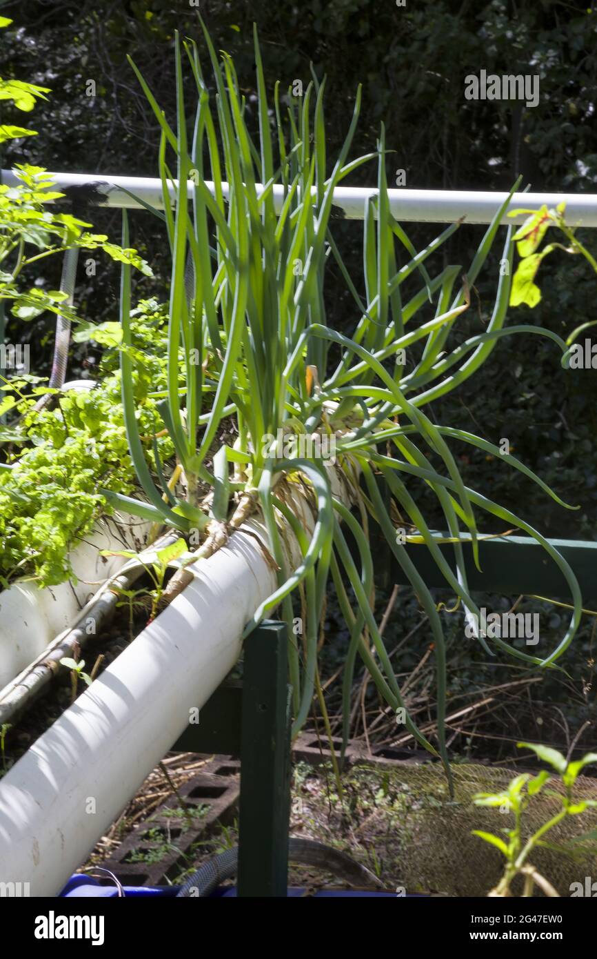 Hydroponic setup hi-res stock photography and images - Alamy