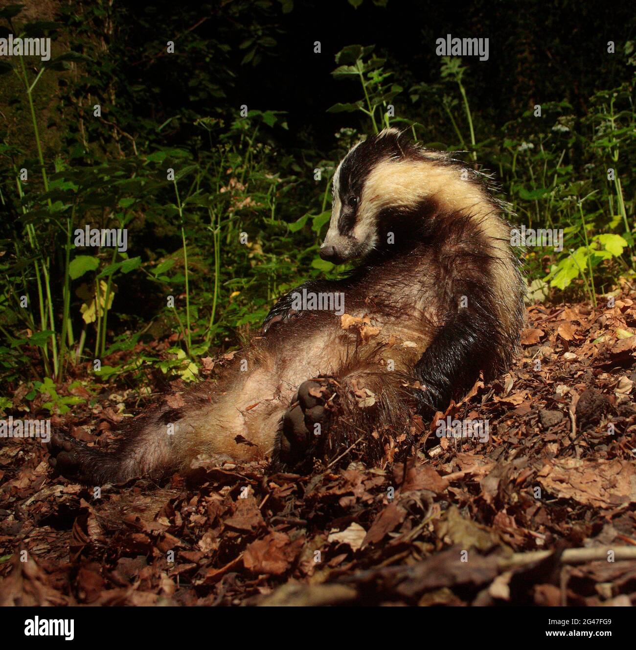 Wild badger in forest hi-res stock photography and images - Alamy