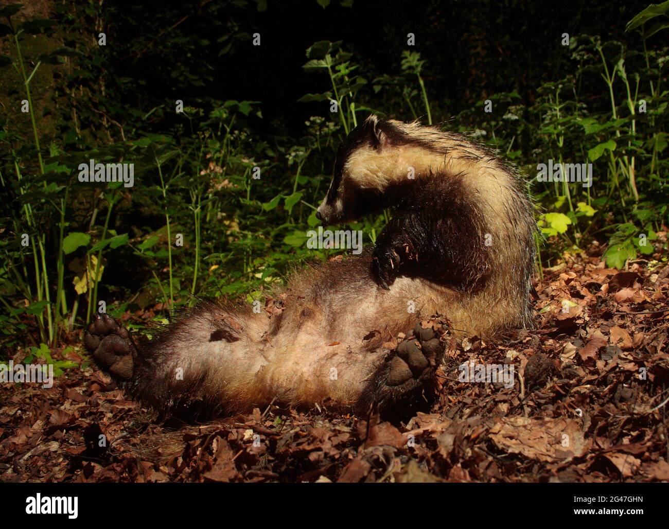 Wild badger in woodland hi-res stock photography and images - Alamy