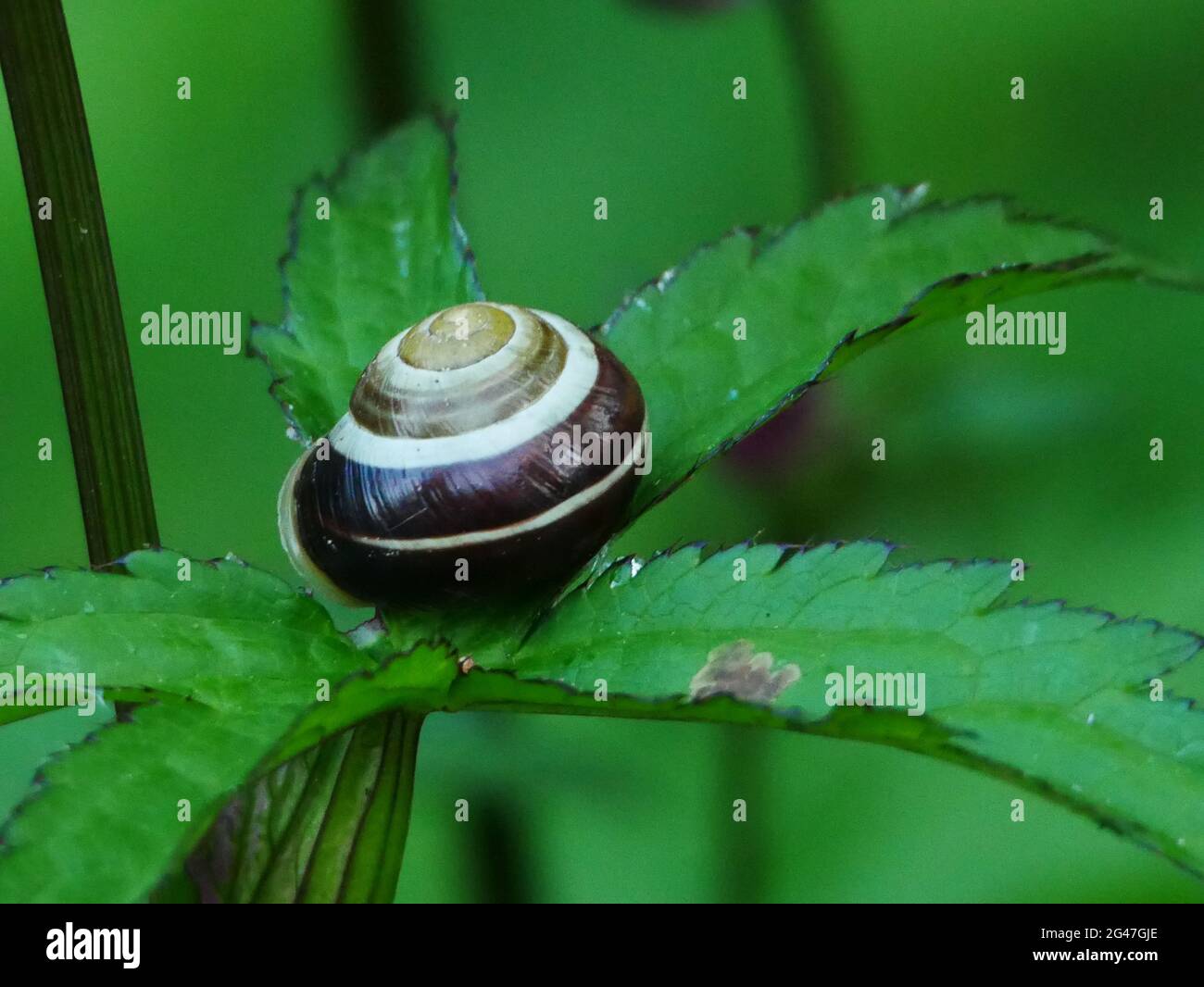 White lipped snail hi-res stock photography and images - Alamy