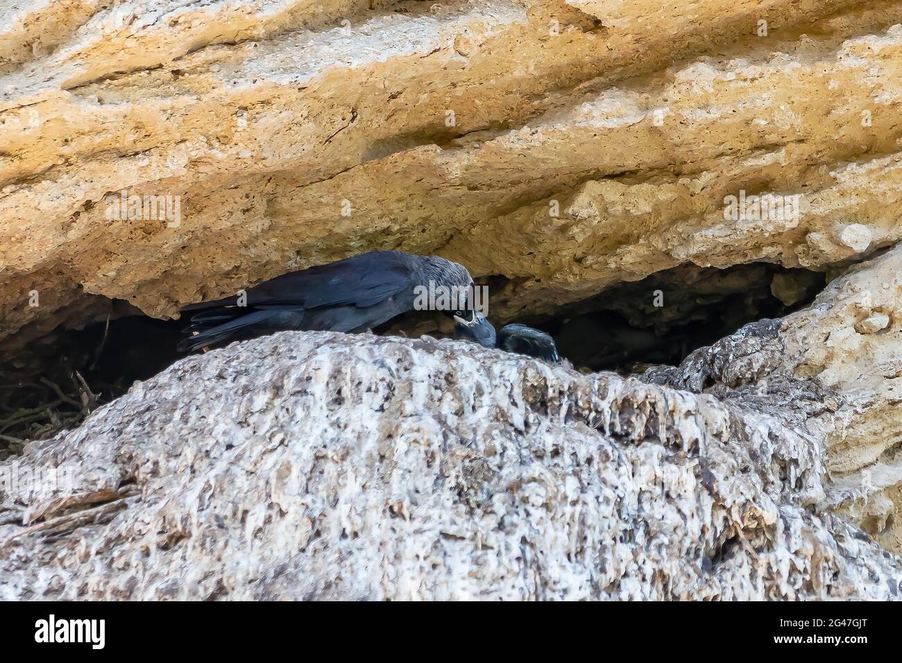 Jackdaw nest hi-res stock photography and images - Alamy