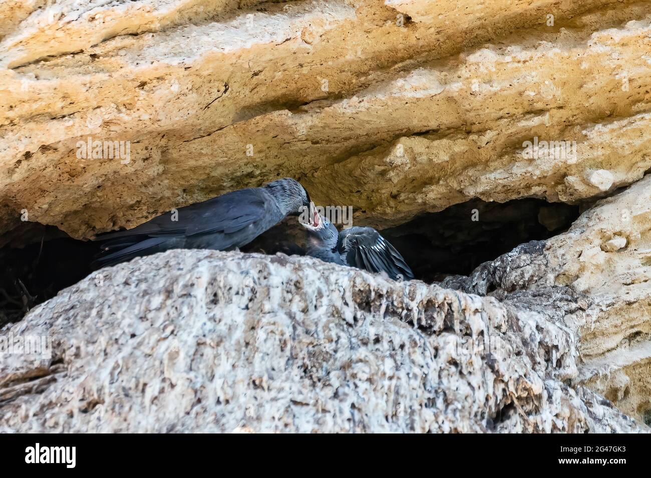 Western Jackdaw, Coloeus monedula, feeding its chick in the nest Stock ...