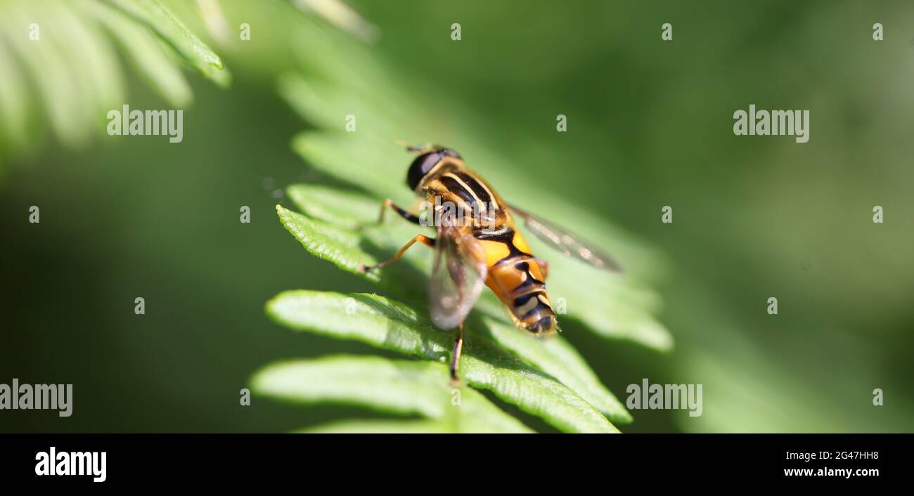 Natural World Concept - Hoverfly insect foraging on green fern frond ...