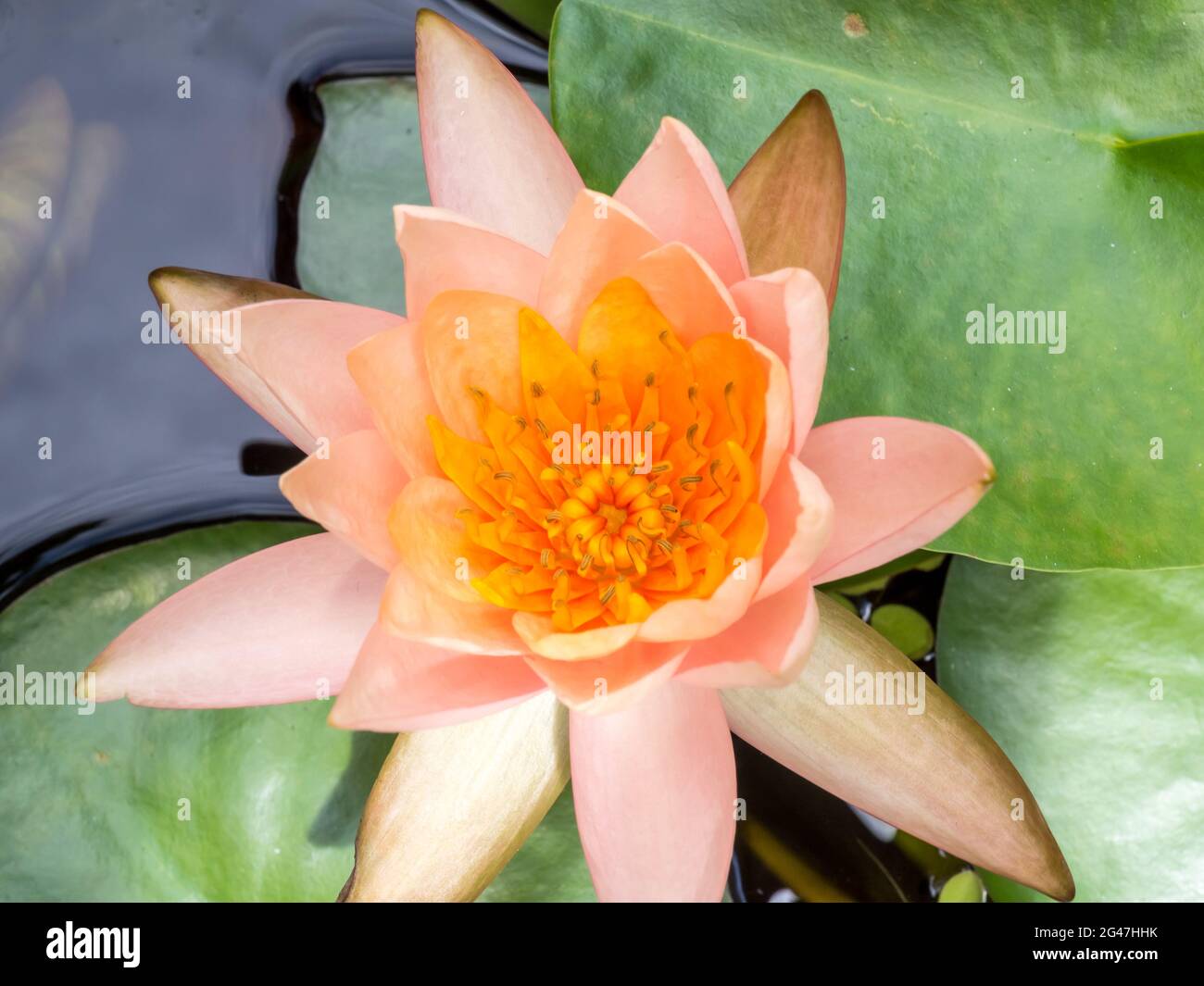 Beautiful lotus in outdoor swamp under natural light Stock Photo - Alamy