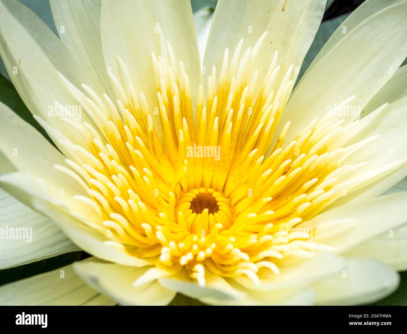 Beautiful lotus in outdoor swamp under natural light Stock Photo - Alamy