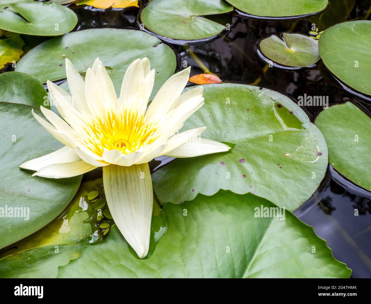 Beautiful lotus in outdoor swamp under natural light Stock Photo - Alamy