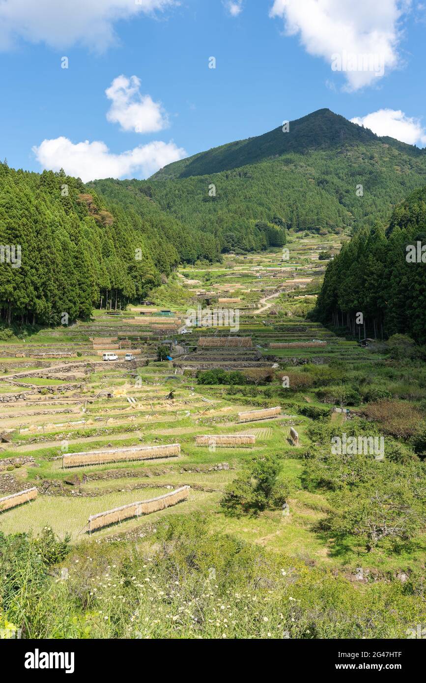 Landscape of Yotsuya Rice Terrace at harvest season of Shinshiro in ...