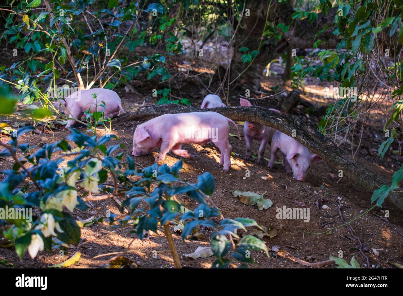Farm animal foraging hi-res stock photography and images - Alamy