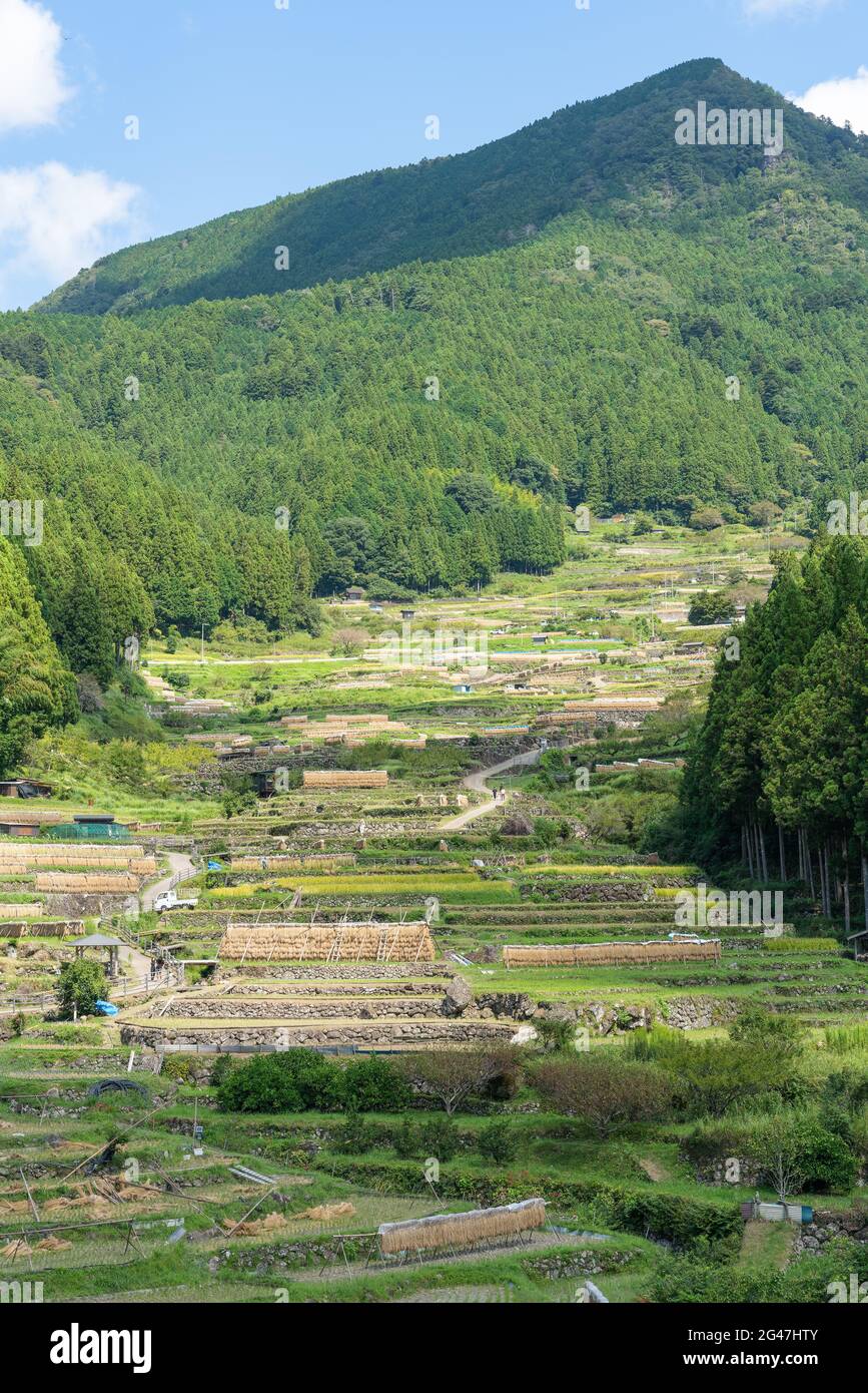 Landscape of Yotsuya Rice Terrace at harvest season of Shinshiro in ...