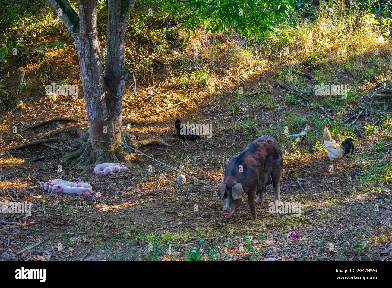 Piglets sleep under the shade of a tree while the mother stands close ...