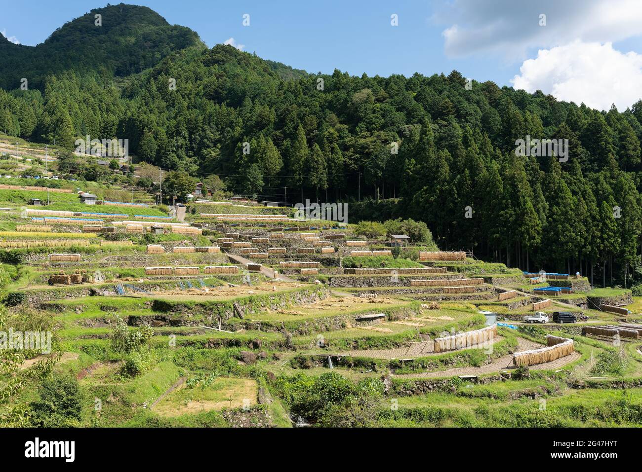 Landscape of Yotsuya Rice Terrace at harvest season of Shinshiro in ...