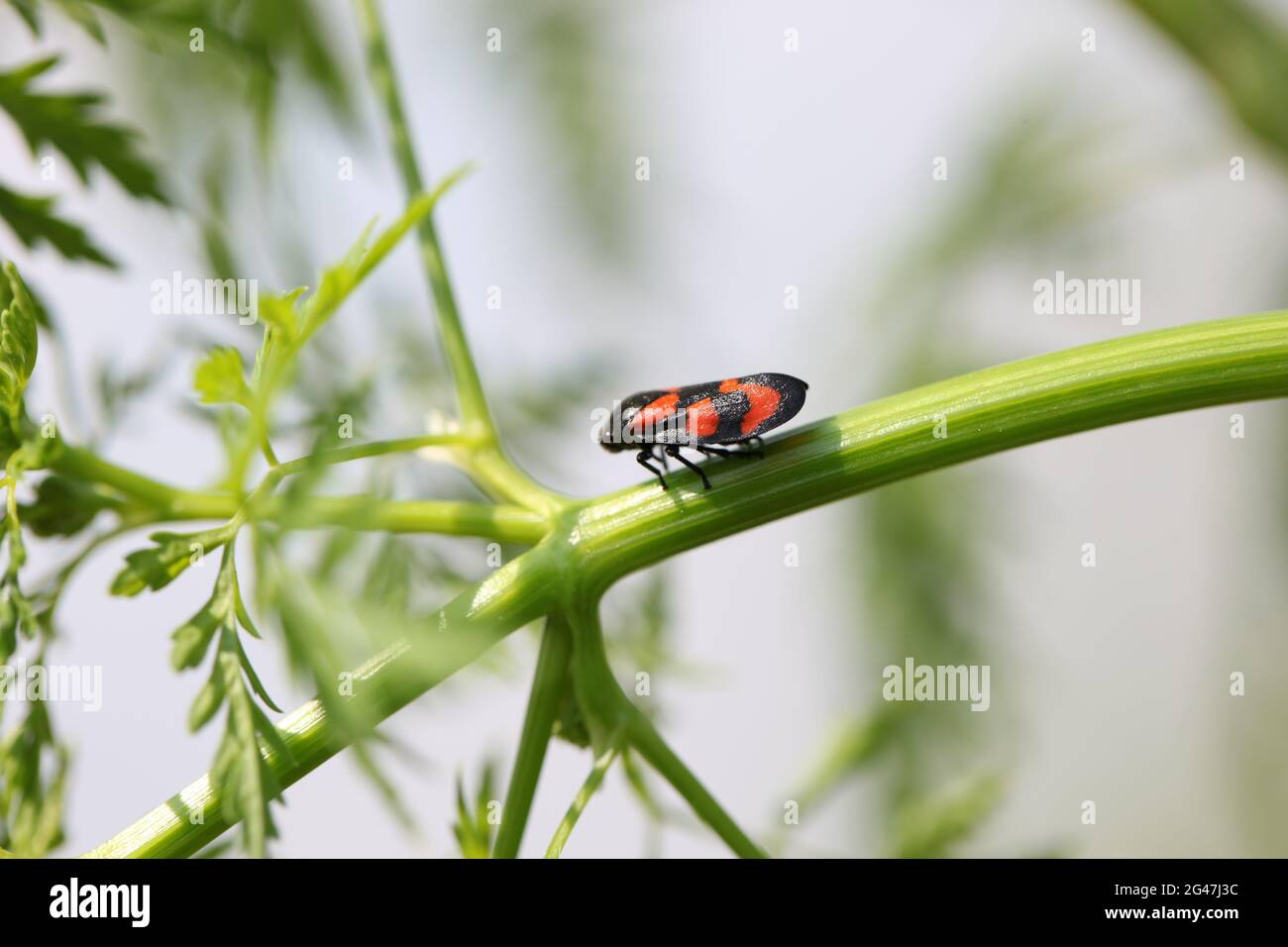 Close-up of a Red and Black Froghopper / Spittlebug / Cercopsis ...