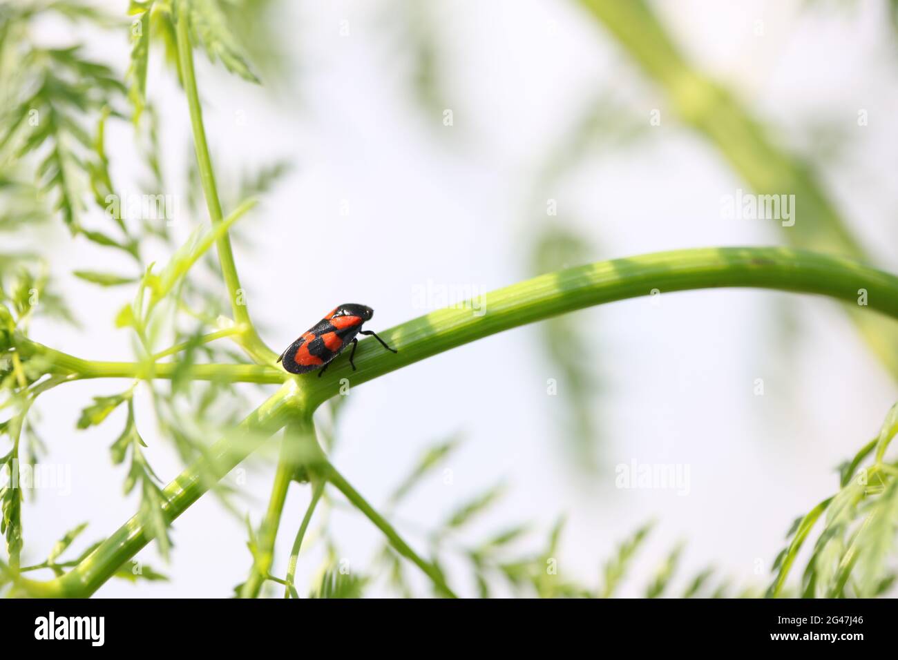 Close-up of a Red and Black Froghopper / Spittlebug / Cercopsis ...