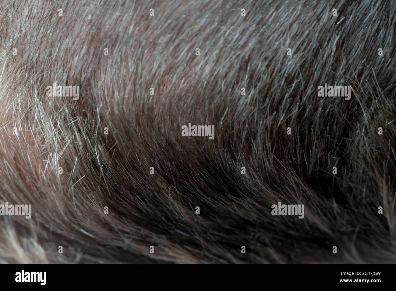 macro view of human male head hair Stock Photo - Alamy
