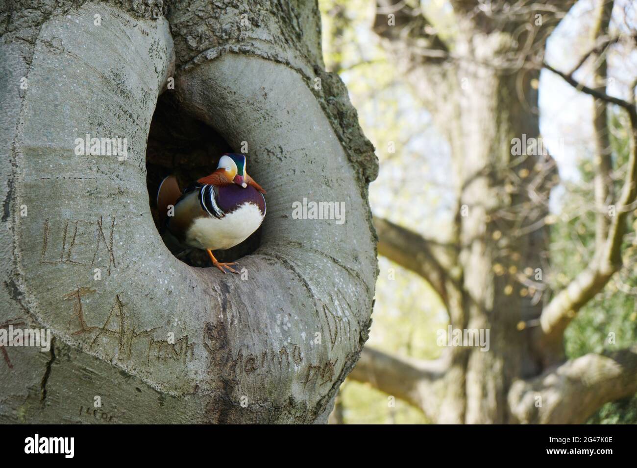 Cute little mandarin duck in a tree trunk Stock Photo - Alamy