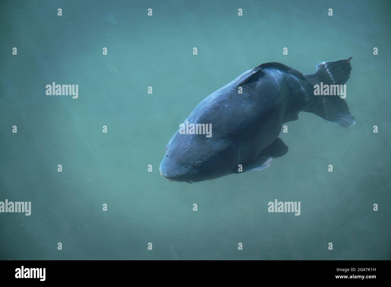 Big carp fish in the ocean water Stock Photo - Alamy