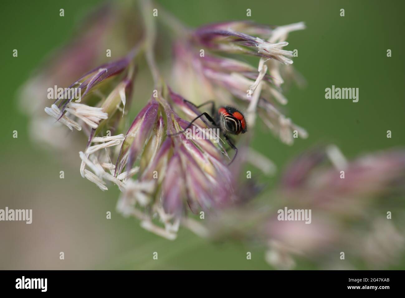 National Insect Week 2021 - Natural World - rear view of a Common ...