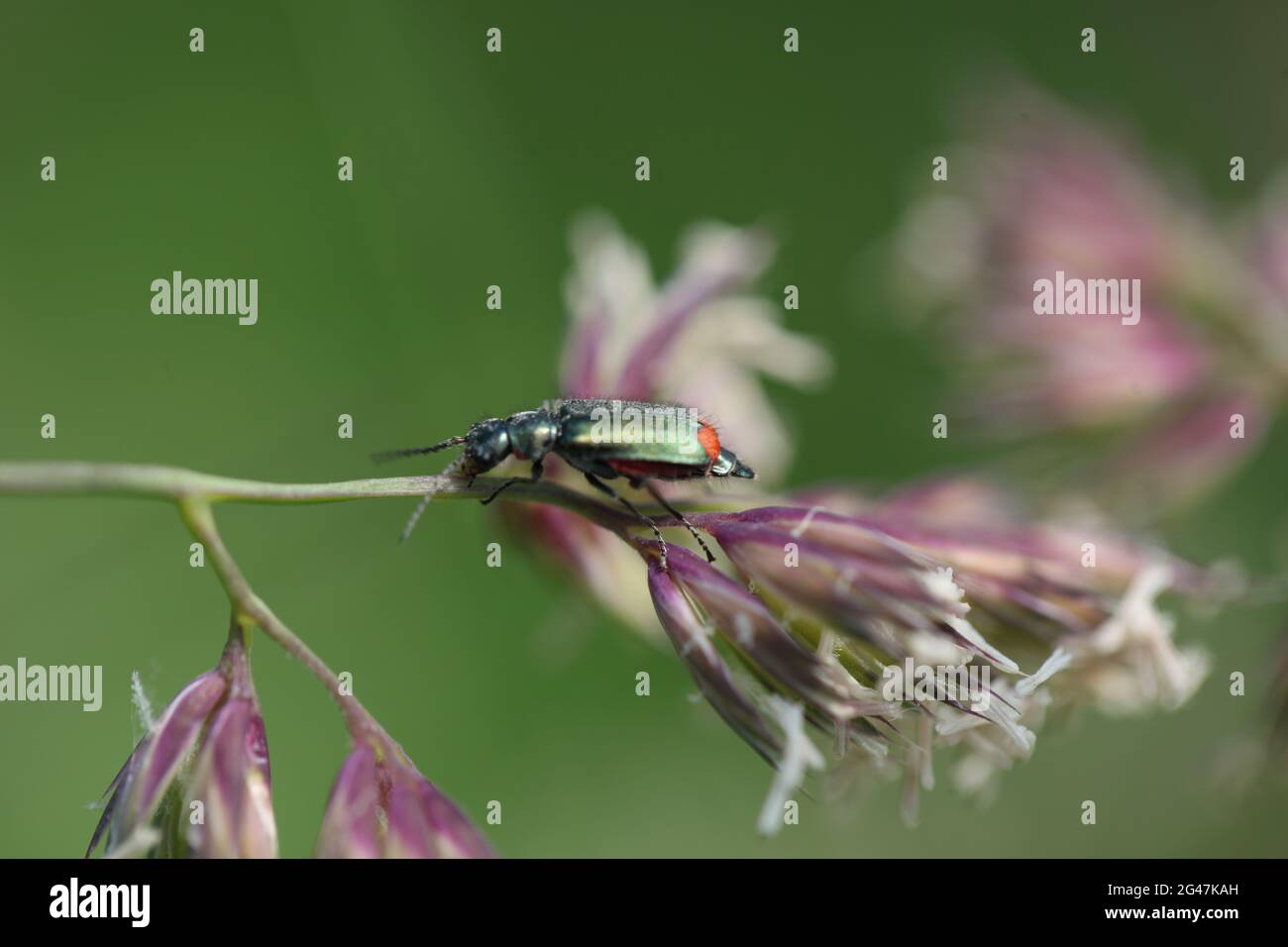 Common malachite beetles hi-res stock photography and images - Alamy