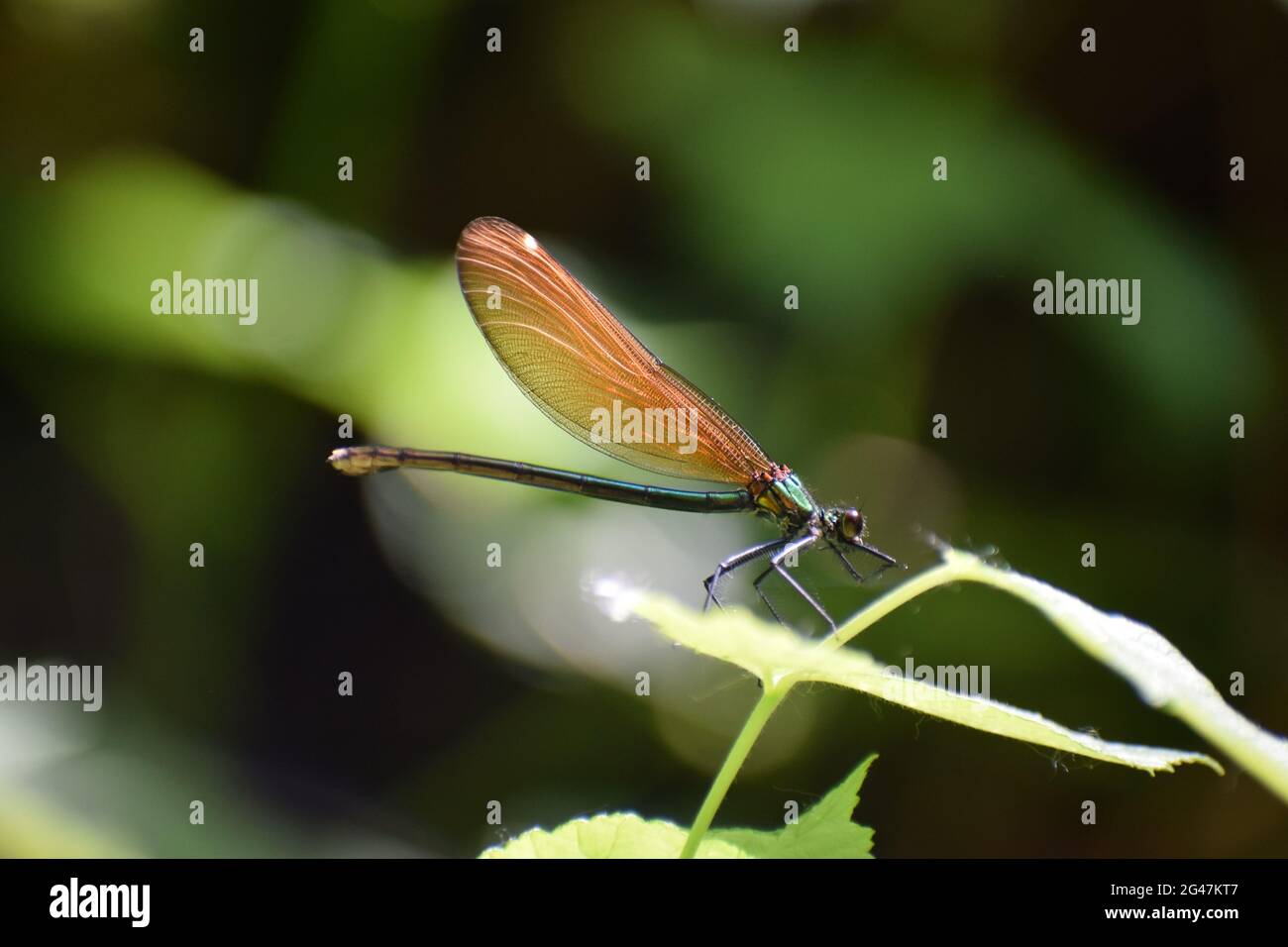 small dragon fly Stock Photo - Alamy