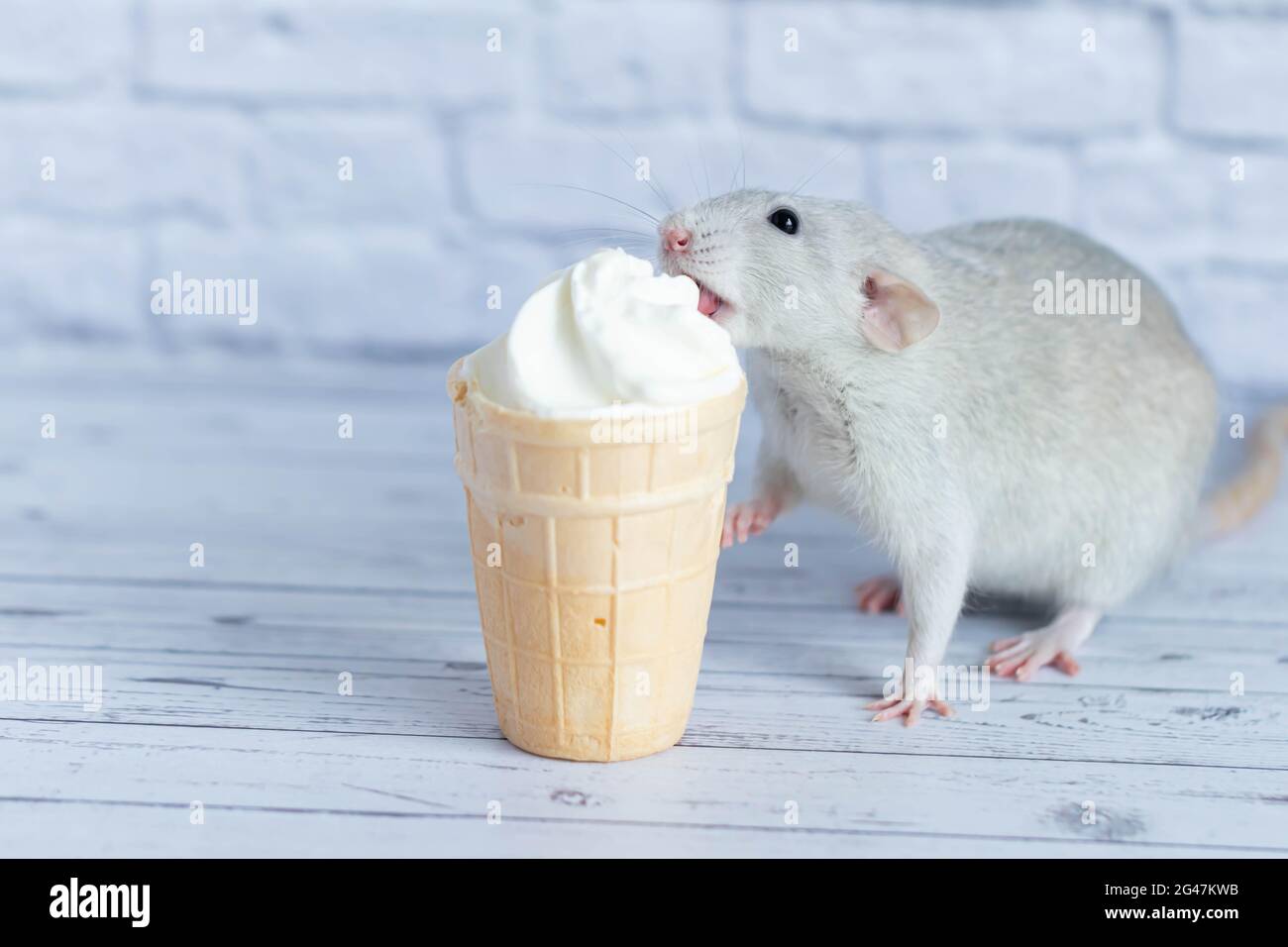 A cute rat sits next to a waffle cup with white ice cream. The rodent ...
