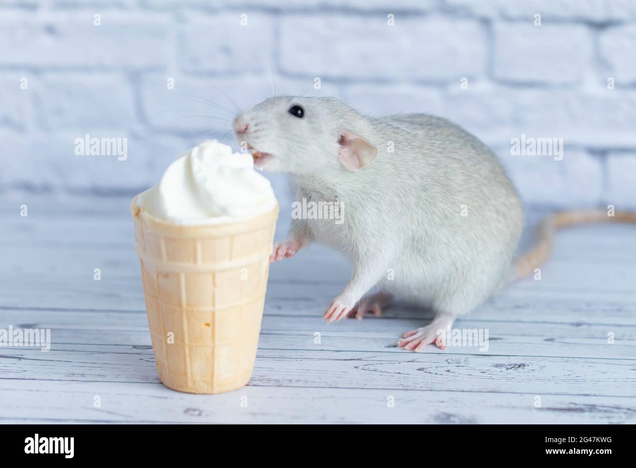 A cute rat sits next to a waffle cup with white ice cream. The rodent ...