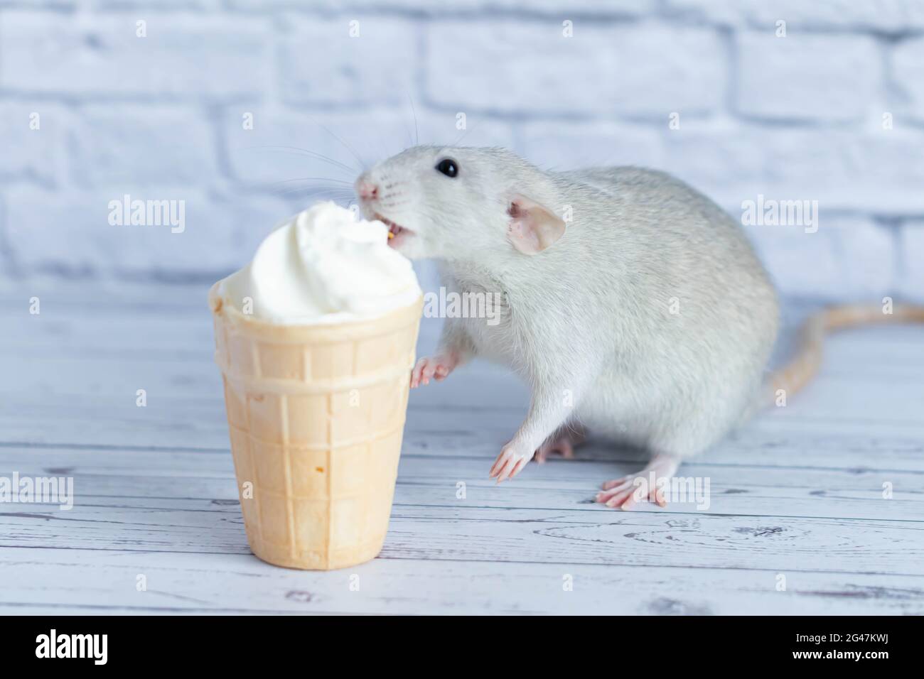 A cute rat sits next to a waffle cup with white ice cream. The rodent ...