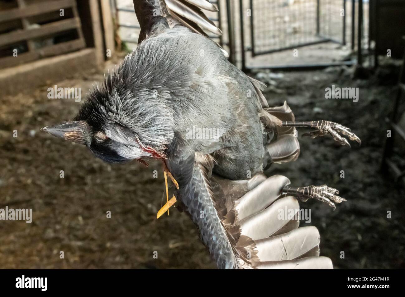 dead rook held in air at farm in northumberland Stock Photo - Alamy