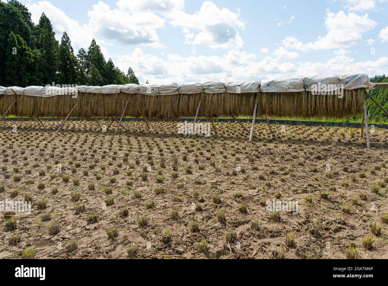 Senmaida rice paddy terrace hi-res stock photography and images - Alamy