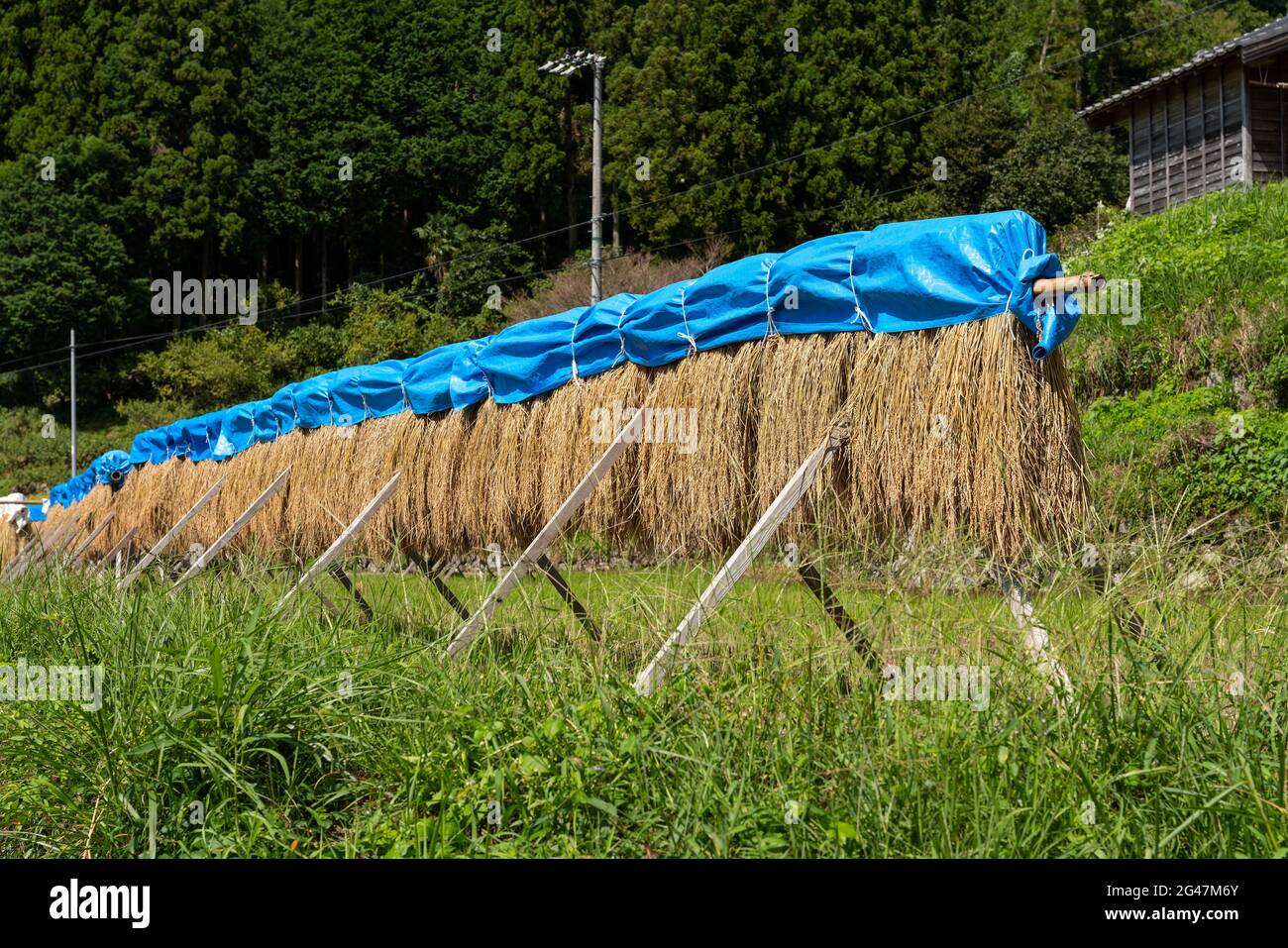 Rice drying and rice paddy hi-res stock photography and images - Alamy