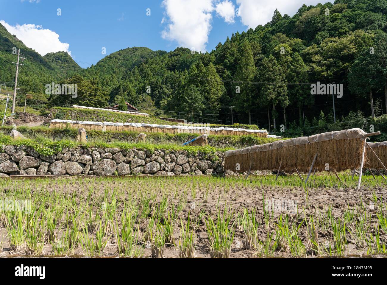 Rice harvesting japan hi-res stock photography and images - Alamy