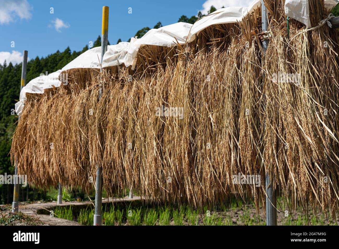 Sun-drying rice stalks at Yoysuya Rice Terrace in Aichi, Japan Stock ...