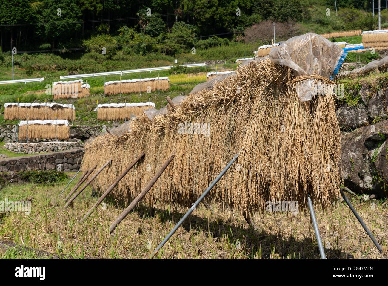 Sun-drying rice stalks at Yoysuya Rice Terrace in Aichi, Japan Stock ...