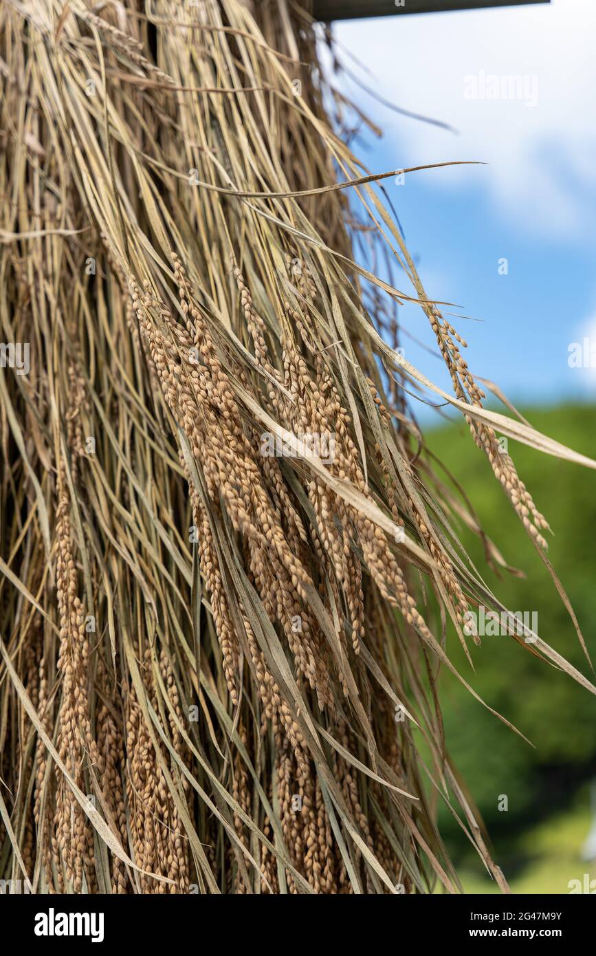 Japan rice cultivation hi-res stock photography and images - Alamy