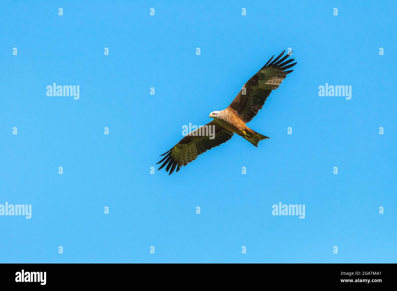 Whistling kite flying in the sky Stock Photo - Alamy