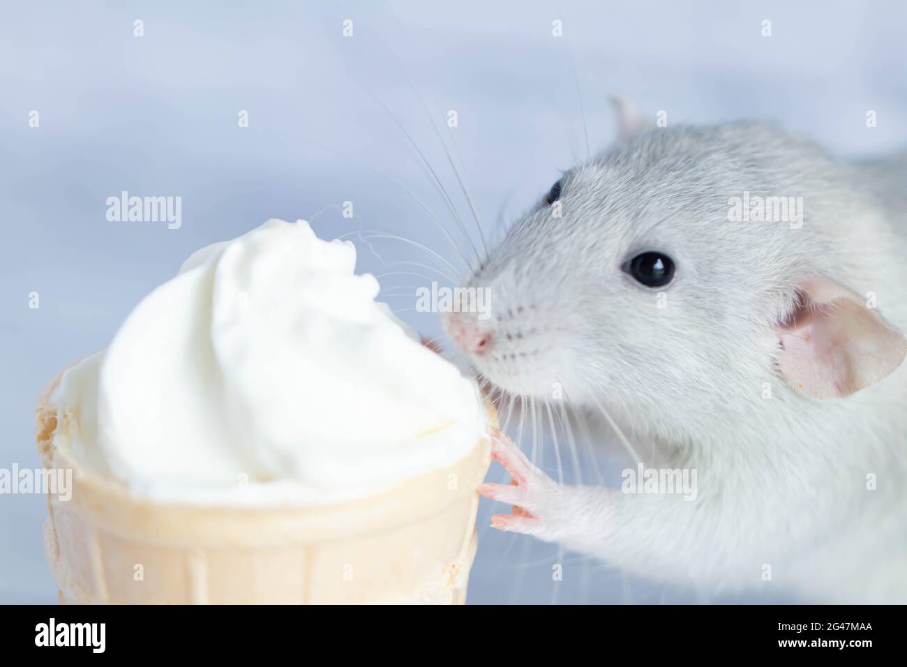 Animals eating ice cream hi-res stock photography and images - Alamy