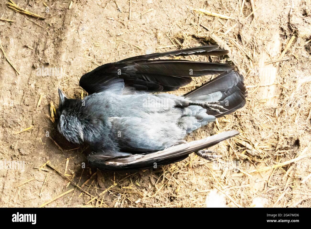 Dead crow on ground hi-res stock photography and images - Alamy