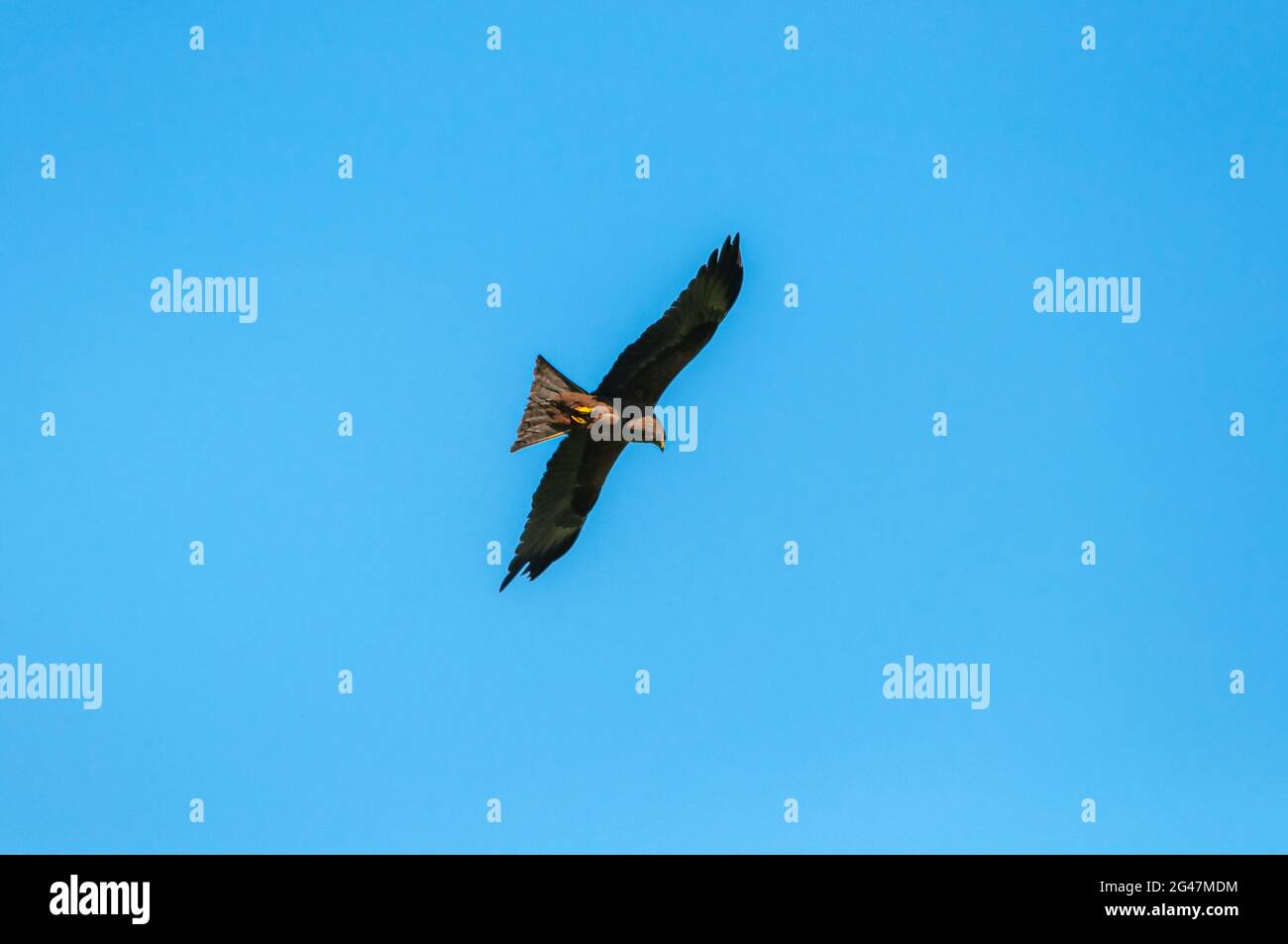 Whistling kite flying in the sky Stock Photo - Alamy