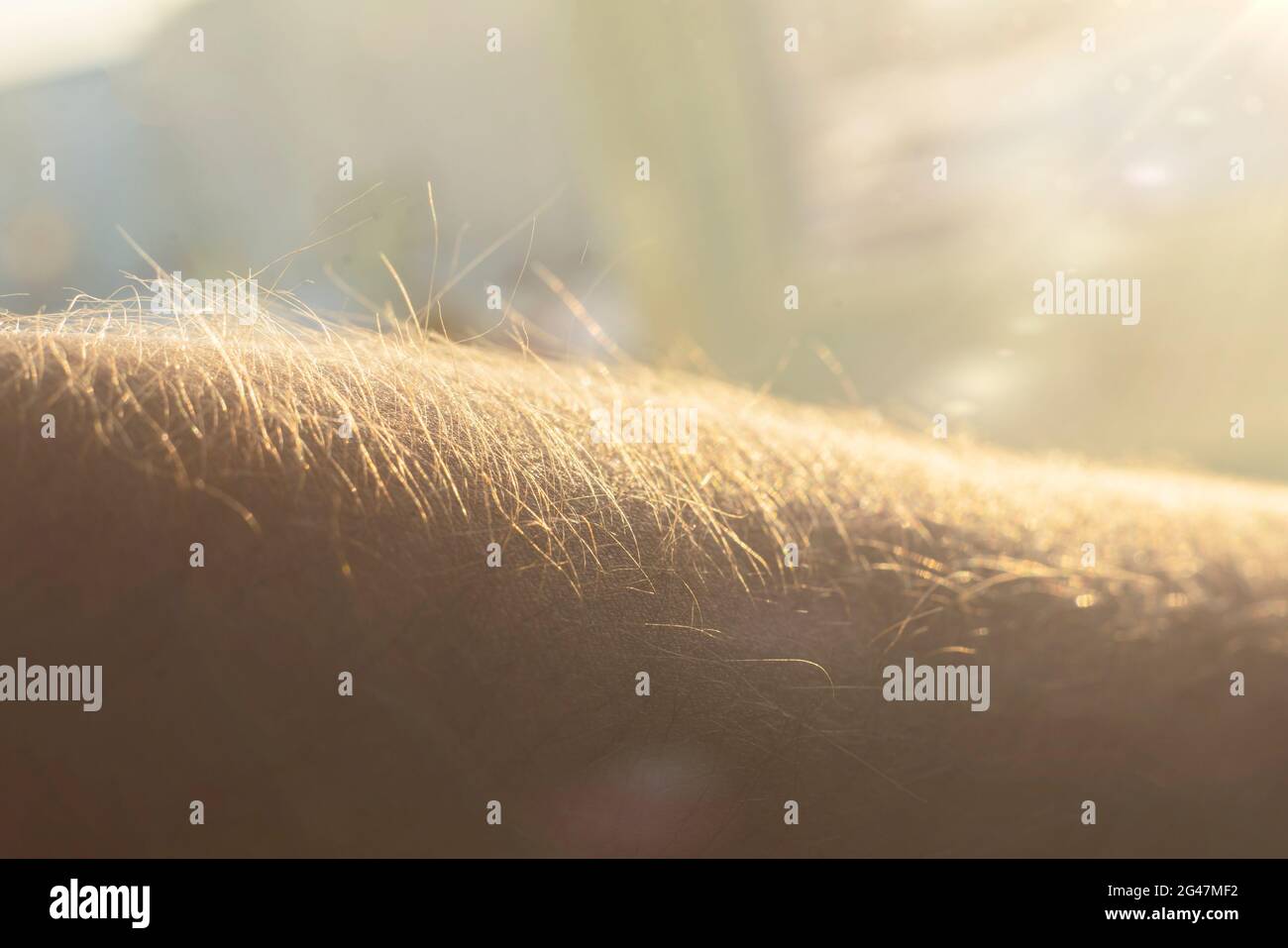 raised hair on the arm as the sign of emotion feelings, excited and ...