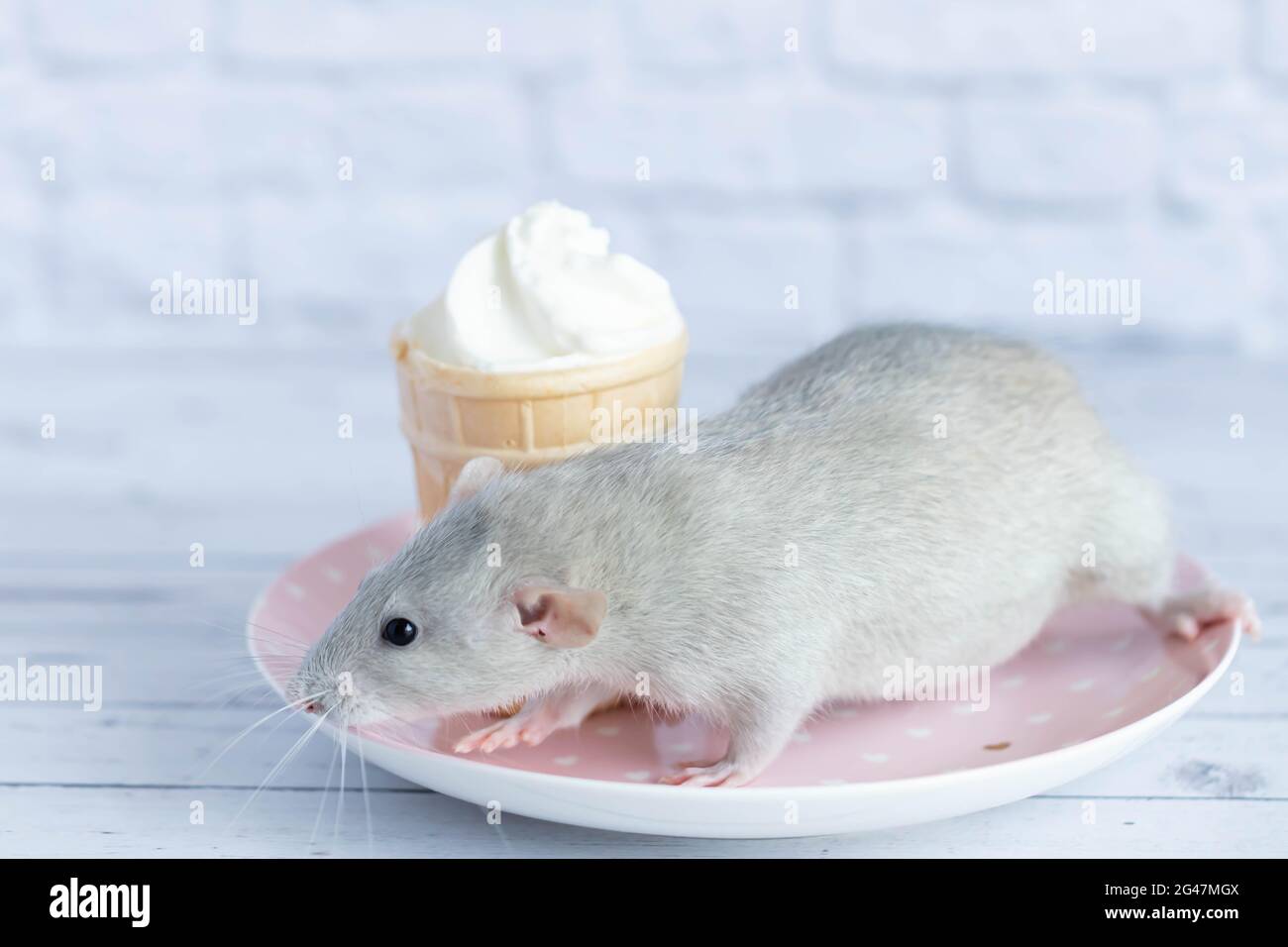 A cute rat sits next to a waffle cup with white ice cream. The rodent ...