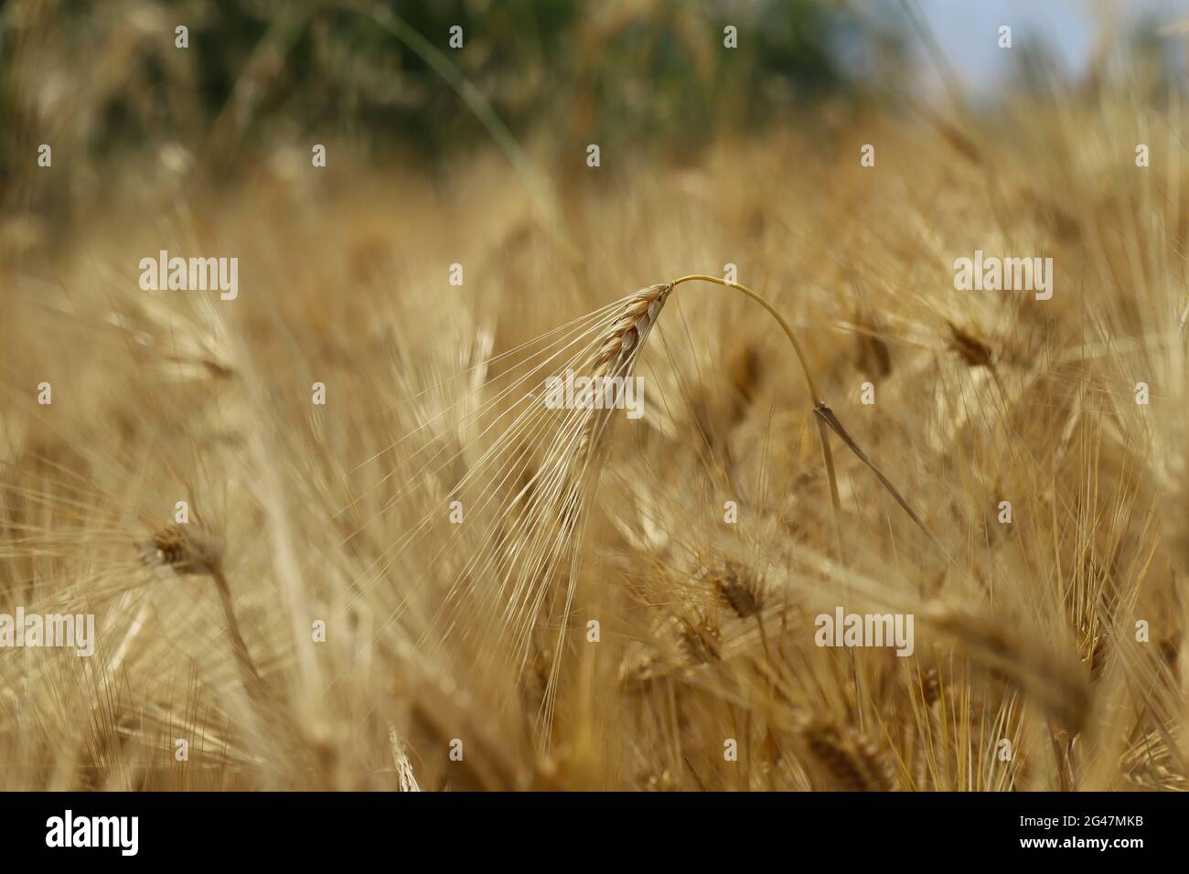 Close up ripe golden barley hi-res stock photography and images - Alamy