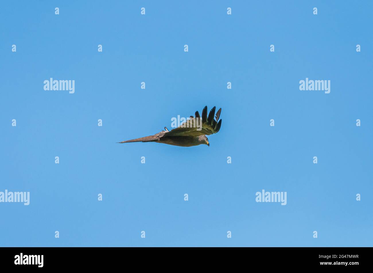 Whistling kite flying in the sky Stock Photo - Alamy