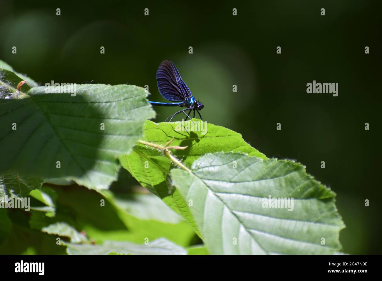 small dragon fly Stock Photo - Alamy