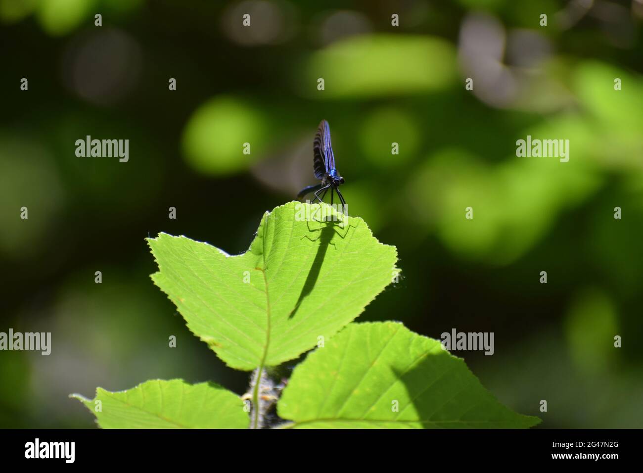 small dragon fly Stock Photo - Alamy