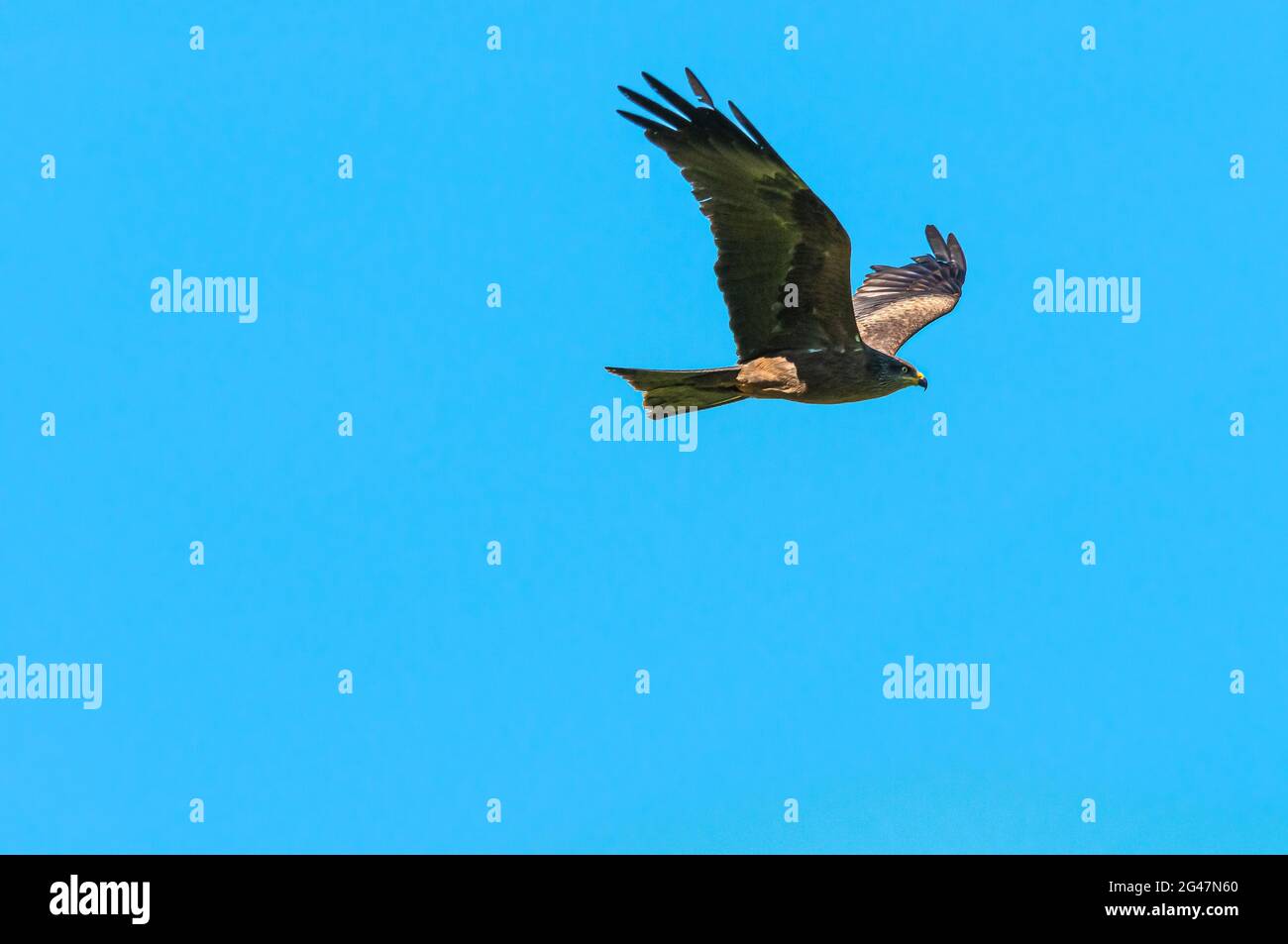 Whistling kite flying in the sky Stock Photo - Alamy