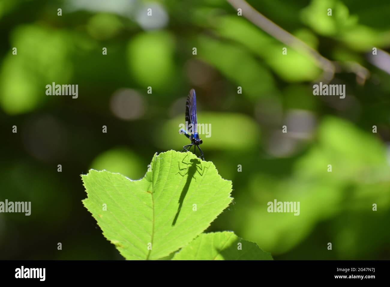 small dragon fly Stock Photo - Alamy