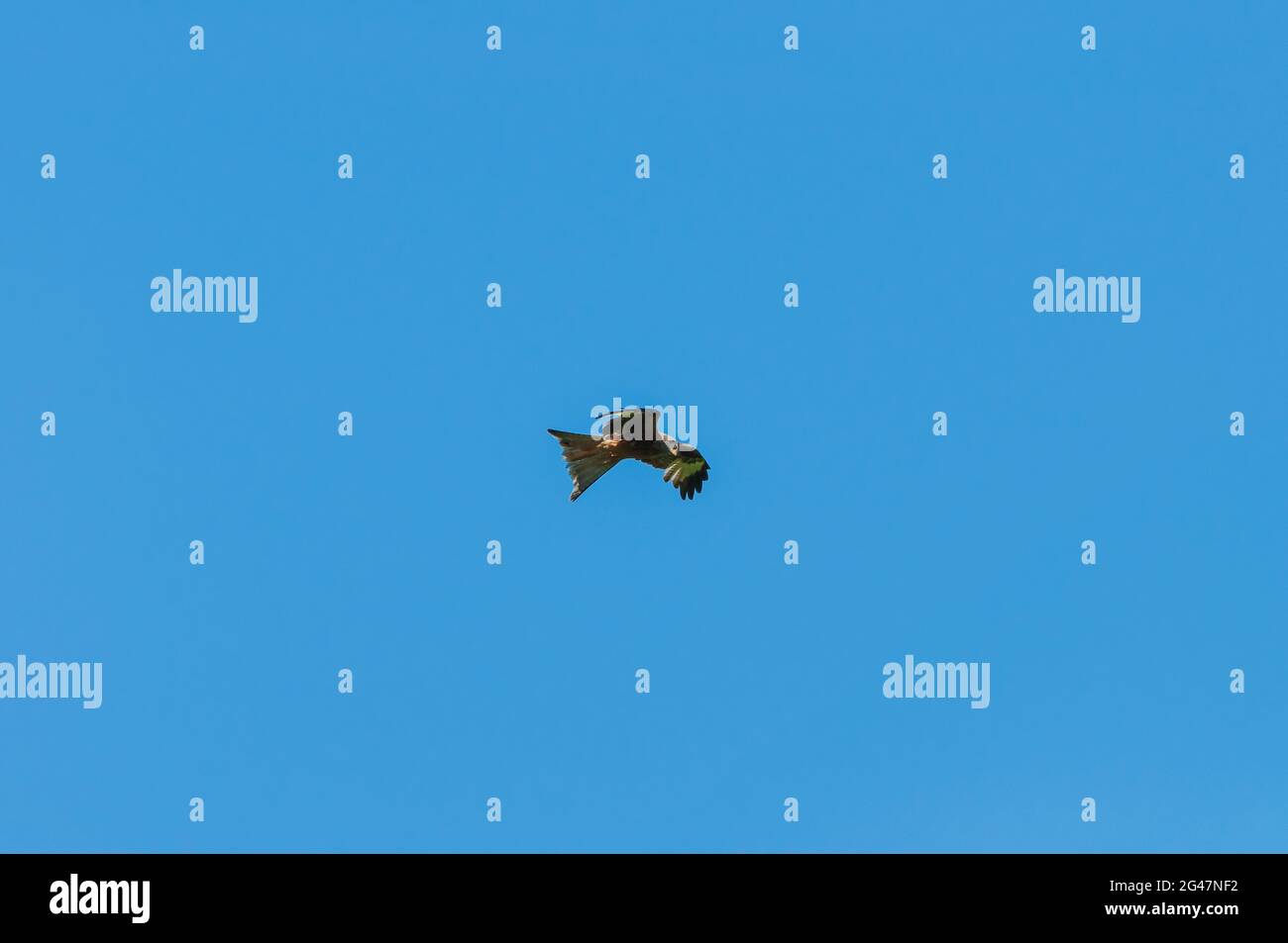 Hawk from far away, flapping its wings in flight on a sunny day in a ...
