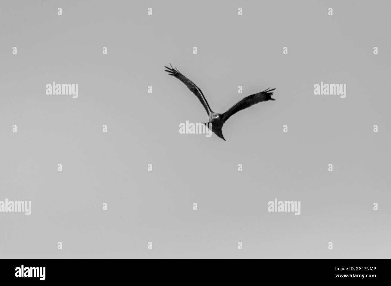 Grayscale low angle shot of a hawk flapping its wings in flight in a ...