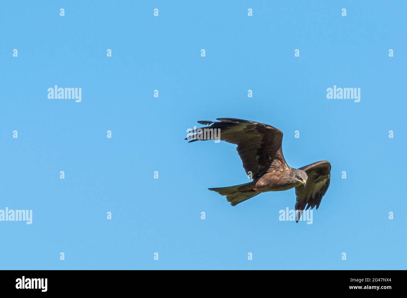 Closeup of a lone hawk flapping its wings in a bright blue sky on a ...