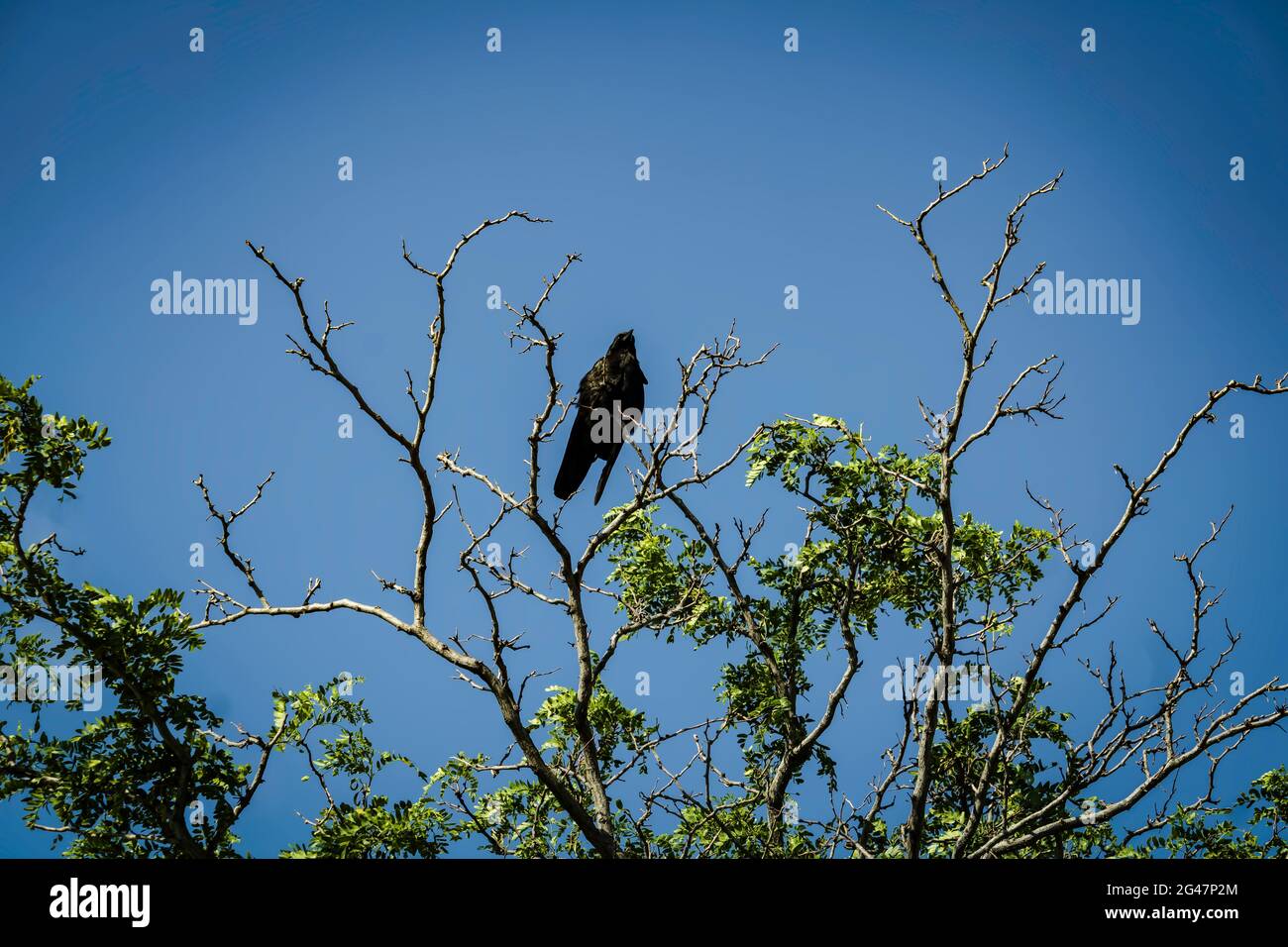 A crow sits on the top branch as king of the tree tops Stock Photo - Alamy