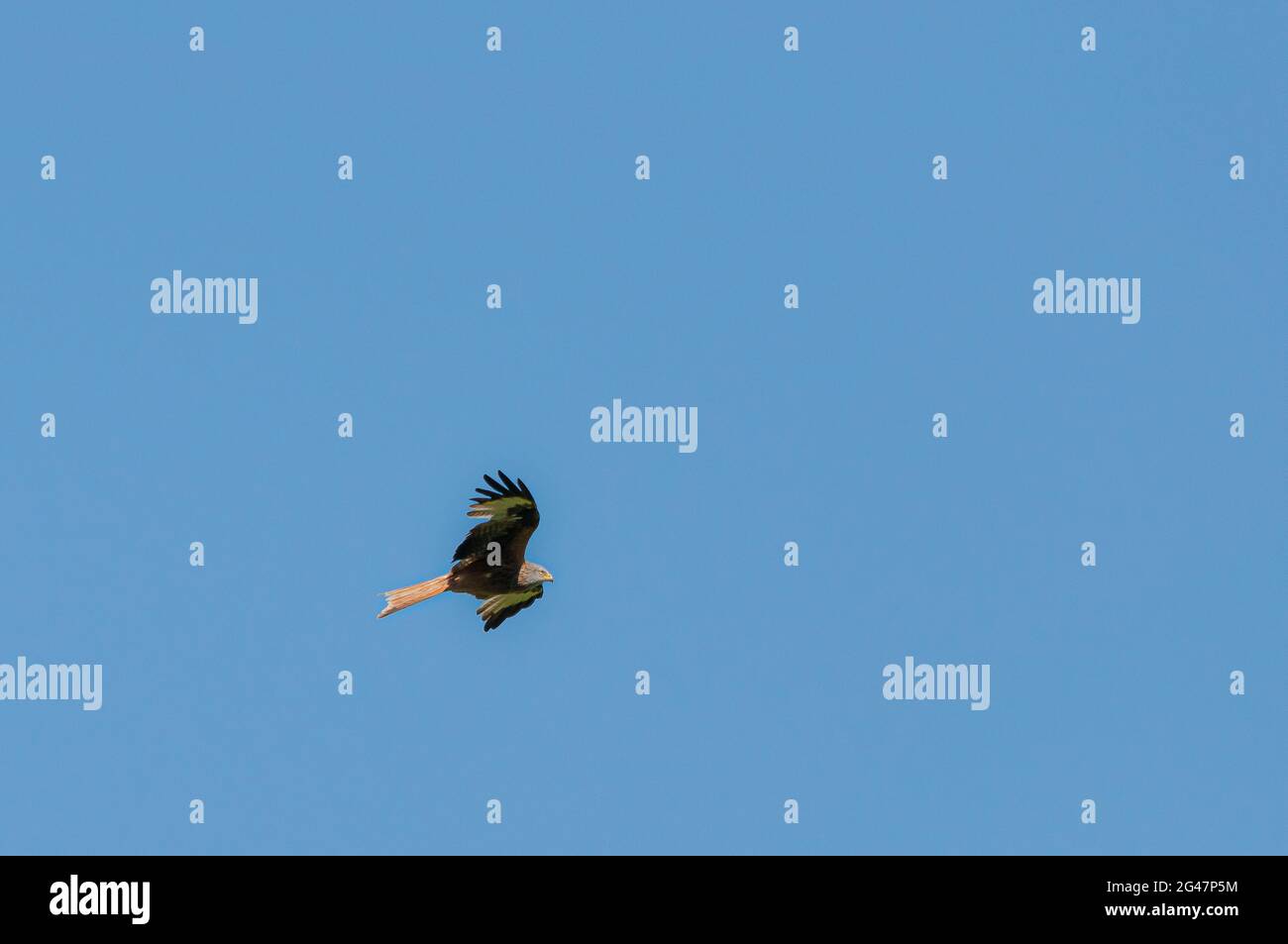 Low angle shot of a gorgeous hawk flapping its wings in a clear blue ...